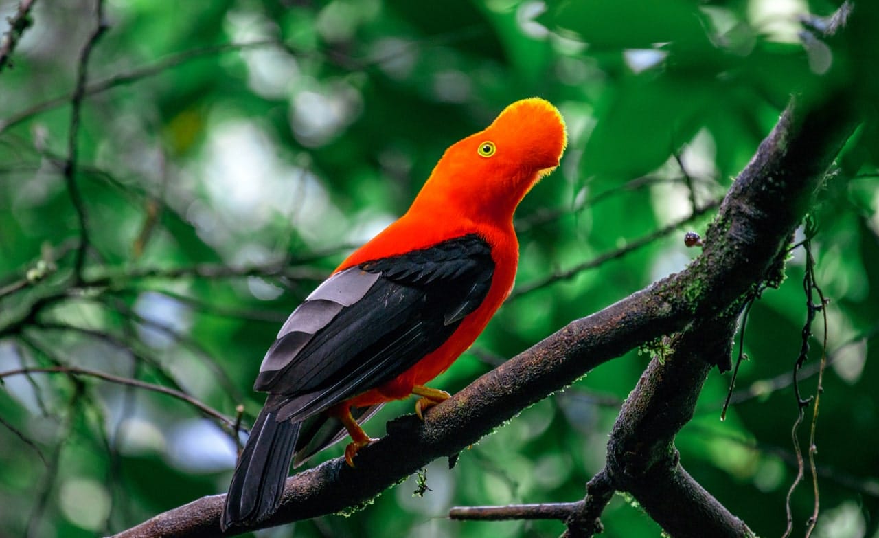 What are the Birds of Machu Picchu - Peru Hiking Tours